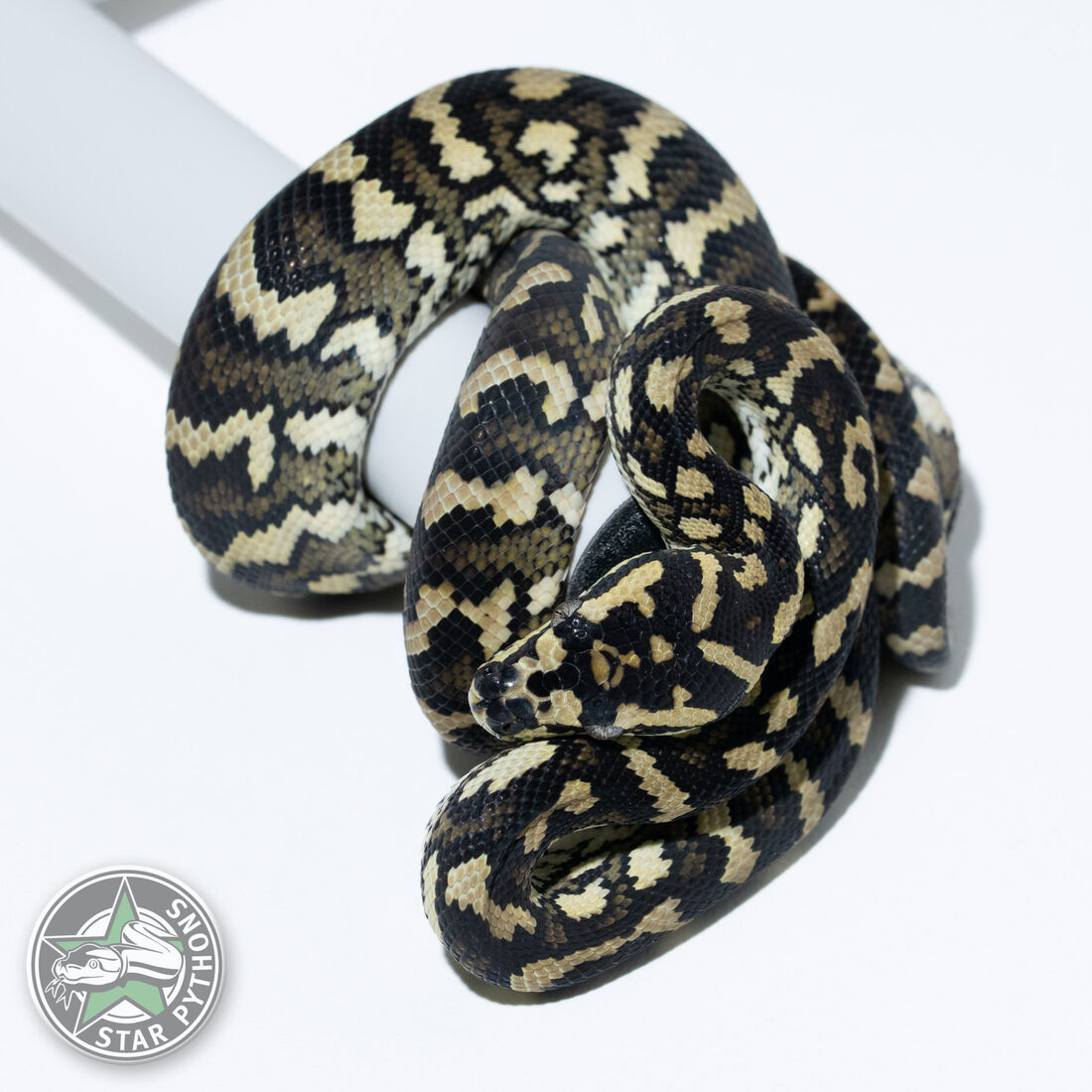 Carpet Python Subspecies - The Morelia Spilota Complex